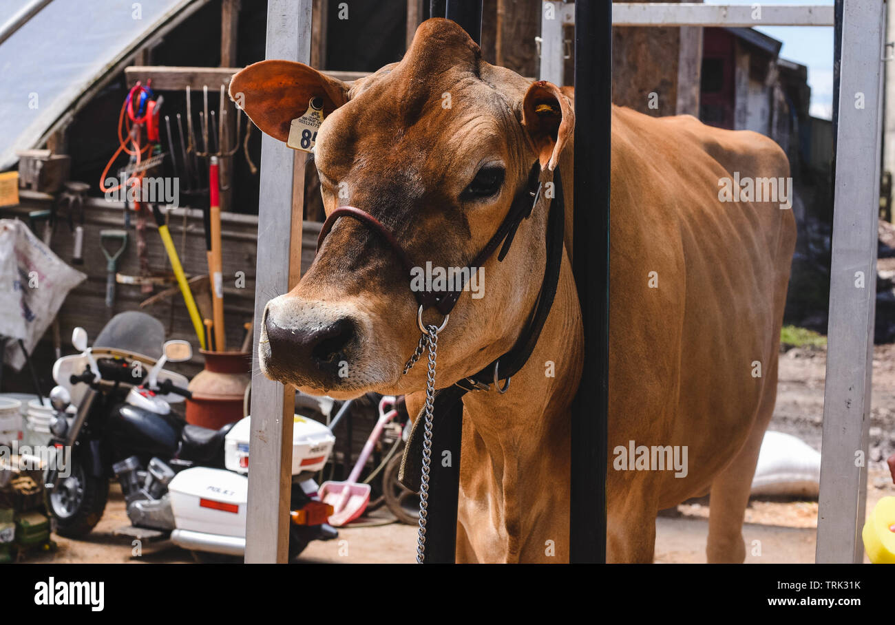Cow stall hi-res stock photography and images - Alamy
