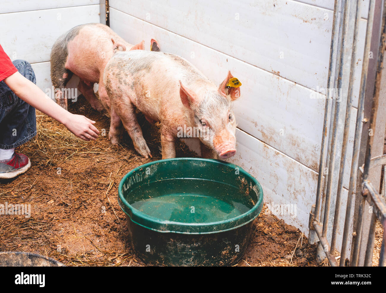 A boy stands with a pair of pigs at a farm in America Stock Photo - Alamy