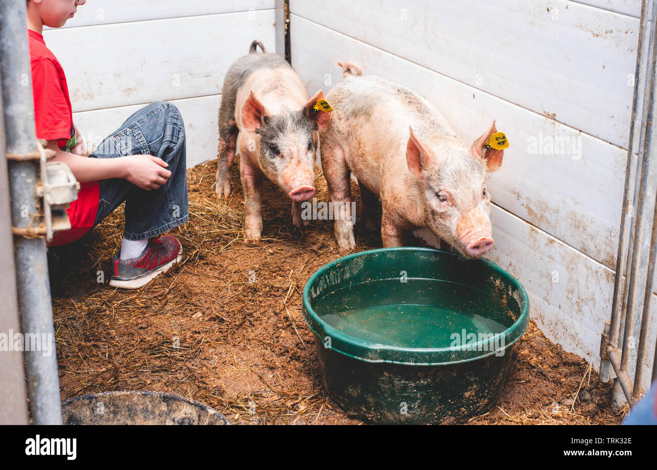 Farm boy with pigs hi-res stock photography and images - Alamy