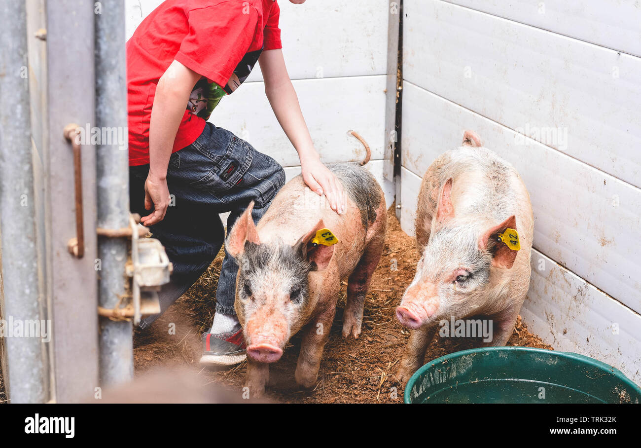 A boy stands with a pair of pigs at a farm in America Stock Photo - Alamy