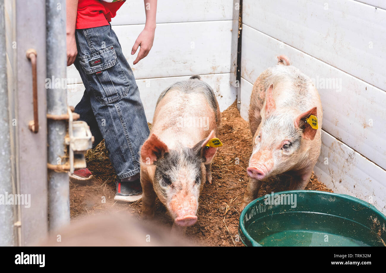 Pig hugging hi-res stock photography and images - Alamy