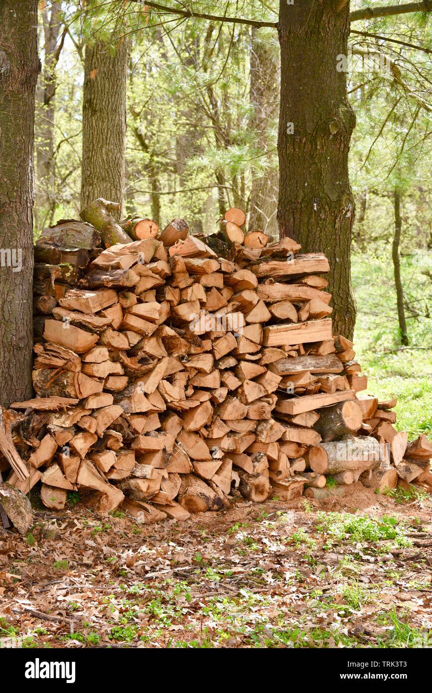 Split wood, stacked between the trunks of two trees to dry outside, at ...