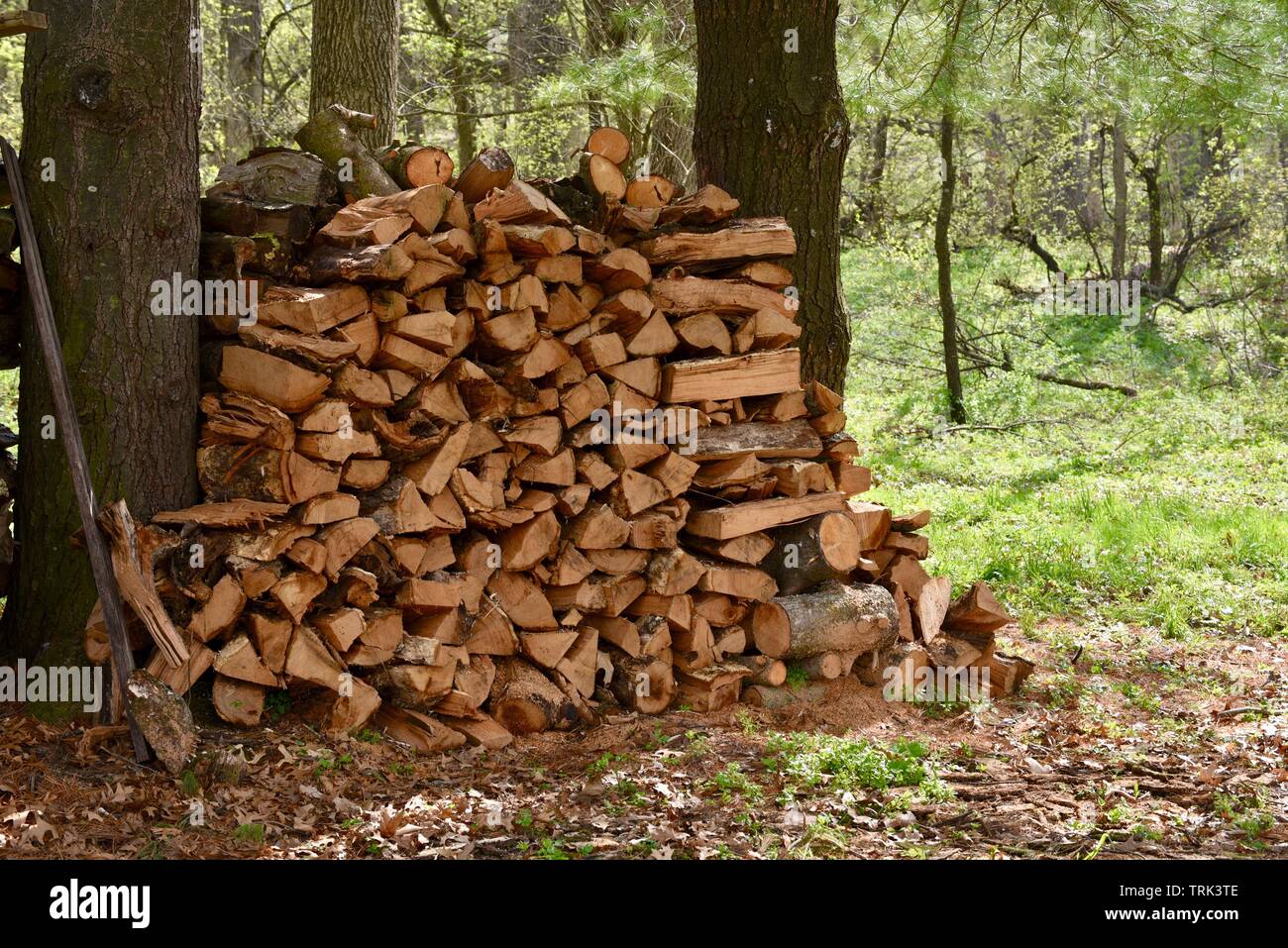 Split wood, stacked between the trunks of two trees to dry outside, at ...