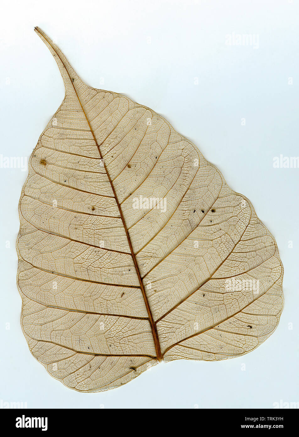 Pipal tree hi-res stock photography and images - Alamy