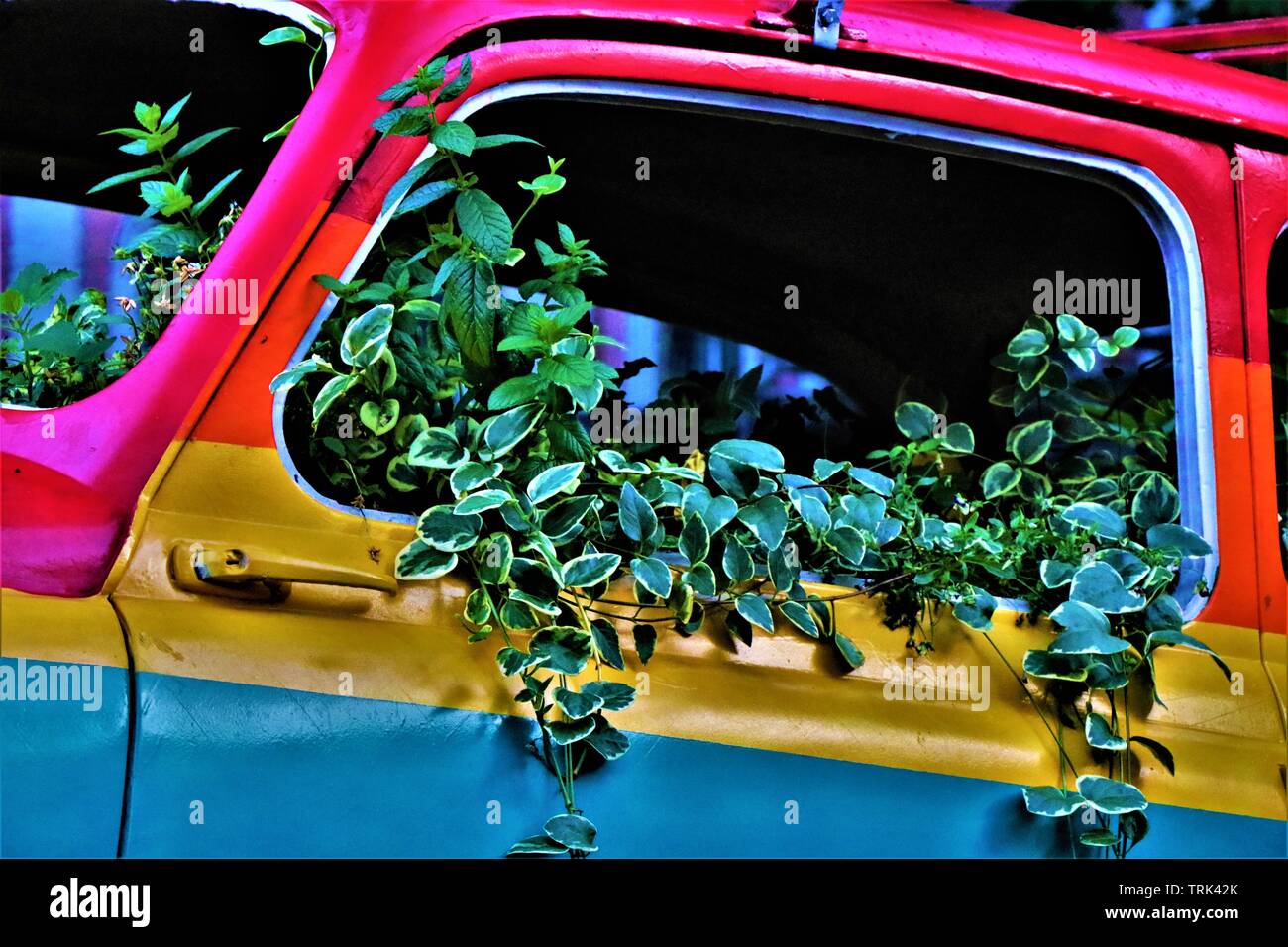 An old Italian Fiat 500 car painted in rainbow colors, submerged in ...