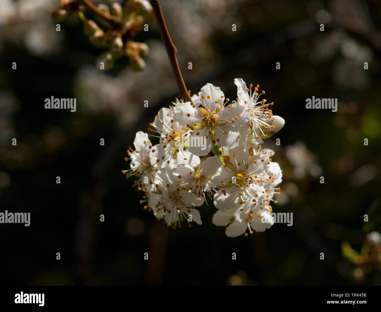 Prunus subcordata hi-res stock photography and images - Alamy