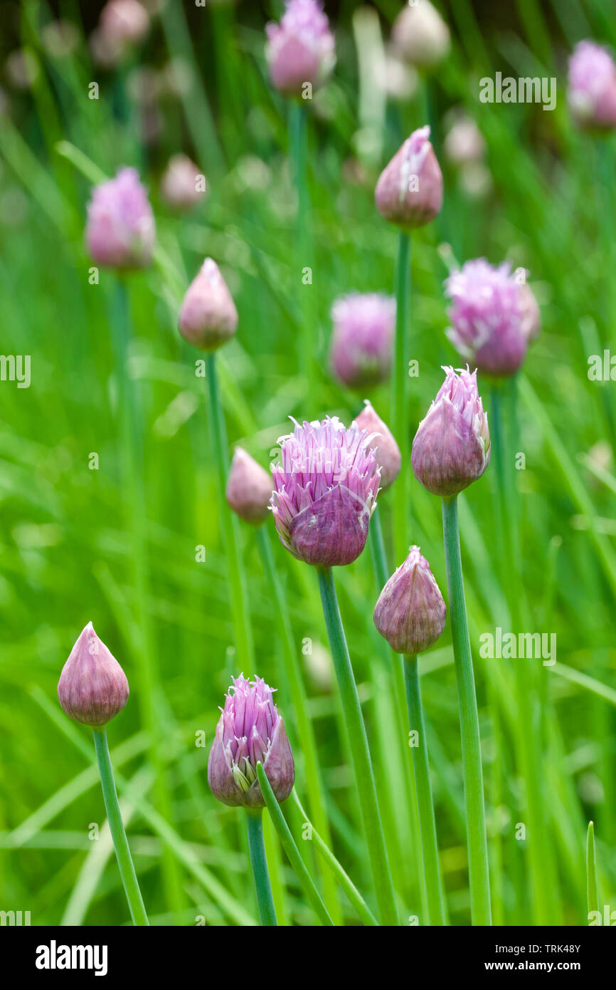 Budding chives hi-res stock photography and images - Alamy