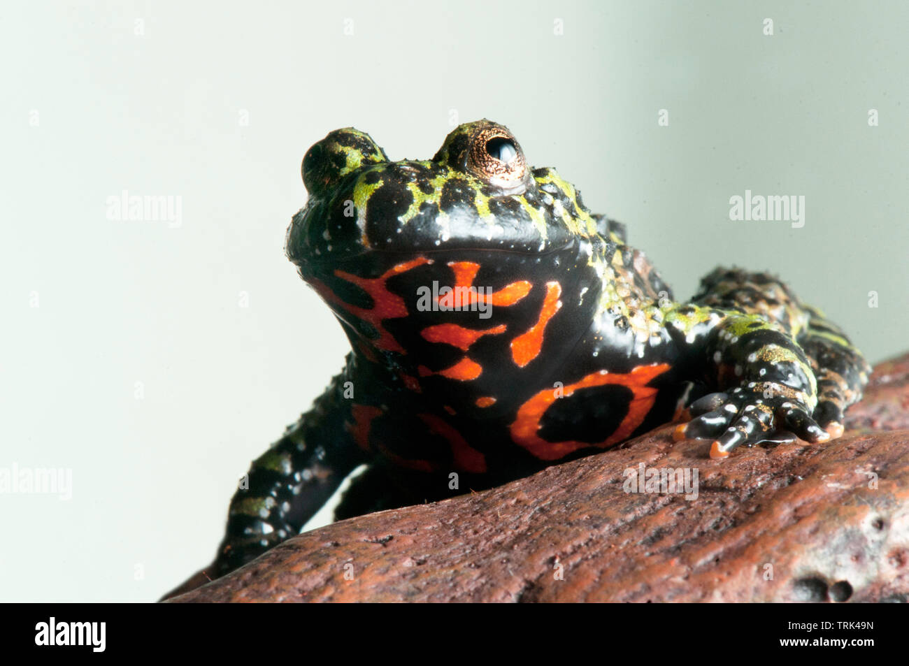 Fire-Bellied Toad Stands on a Log Stock Photo - Alamy