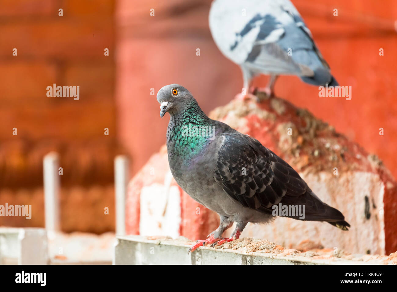 White pigeon looking to camera hi-res stock photography and images - Alamy