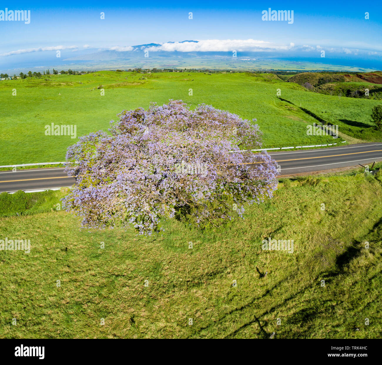 An aerial view of lavender blossoms on a jacaranda tree, Jacaranda ...