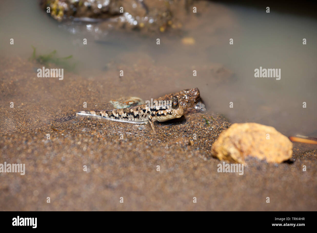 Morphological mudskipper mudskipper hi-res stock photography and images ...
