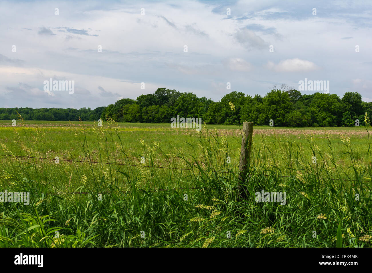 Wooden post and old fenceline with vibrant green field in the ...