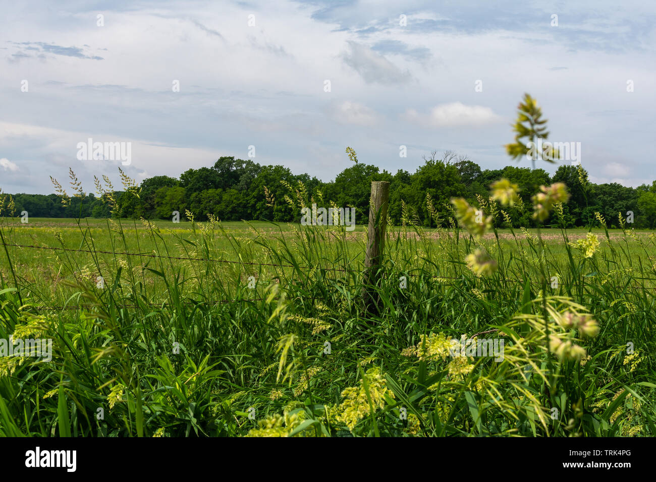 Wooden post and old fenceline with vibrant green field in the ...