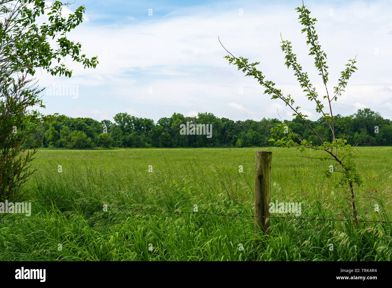 Wooden post and old fenceline with vibrant green field in the ...