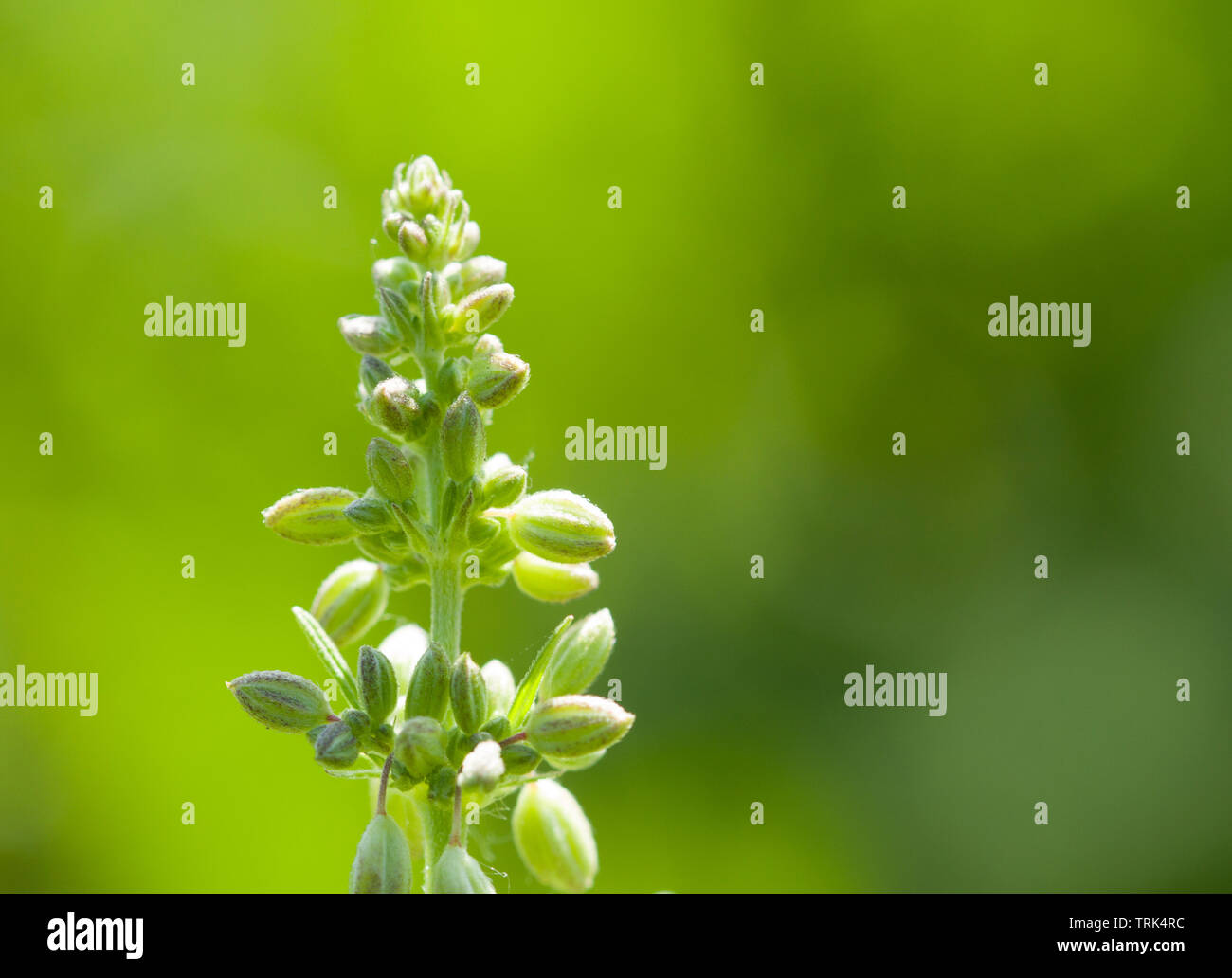 Cannabis indica hi-res stock photography and images - Alamy