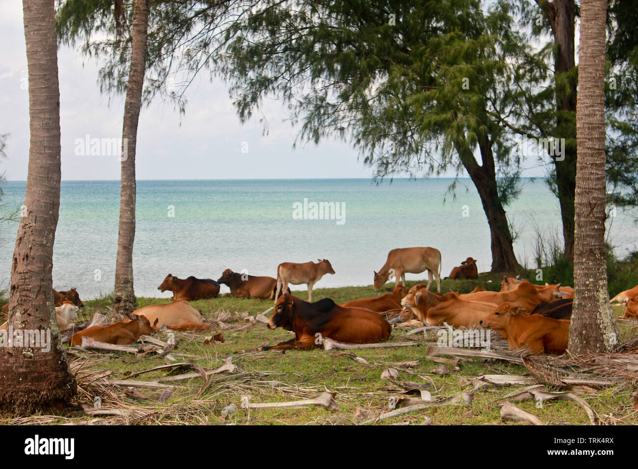 Cows on a tropical island Stock Photo - Alamy