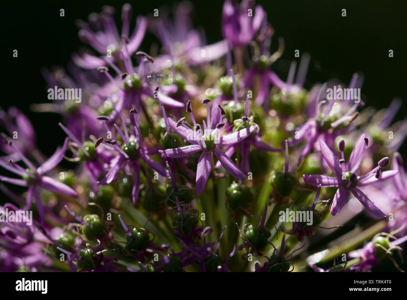 Forget wild little flower hi-res stock photography and images - Alamy