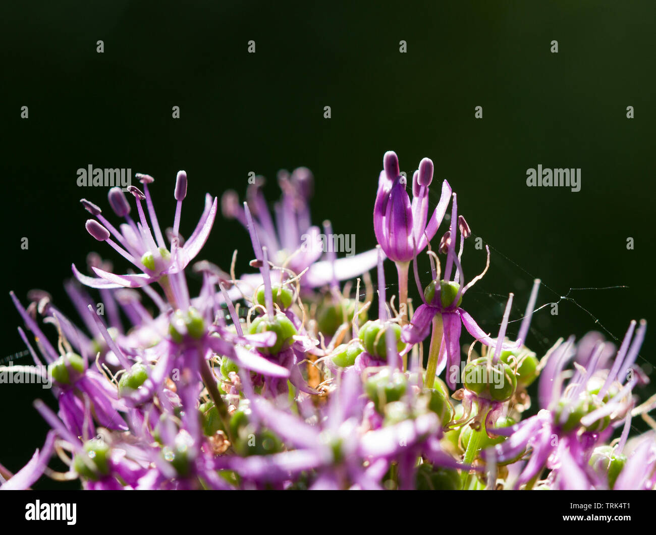 Little purple flower in Spring. macro photo Stock Photo - Alamy