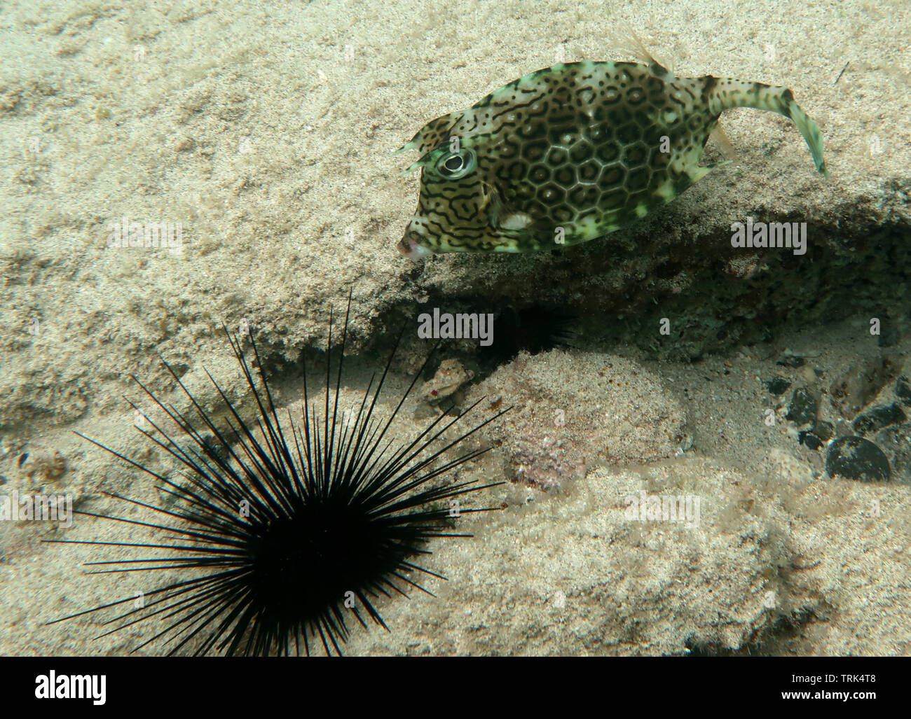 Honeycomb reef hi-res stock photography and images - Alamy