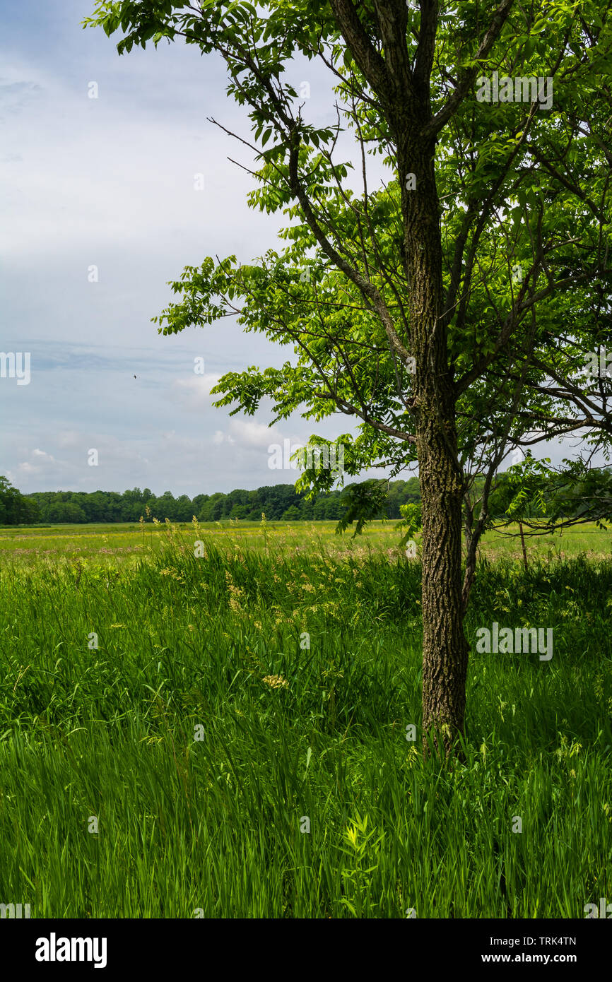 Trees with beautiful field in the background. Serena, Illinois, USA ...