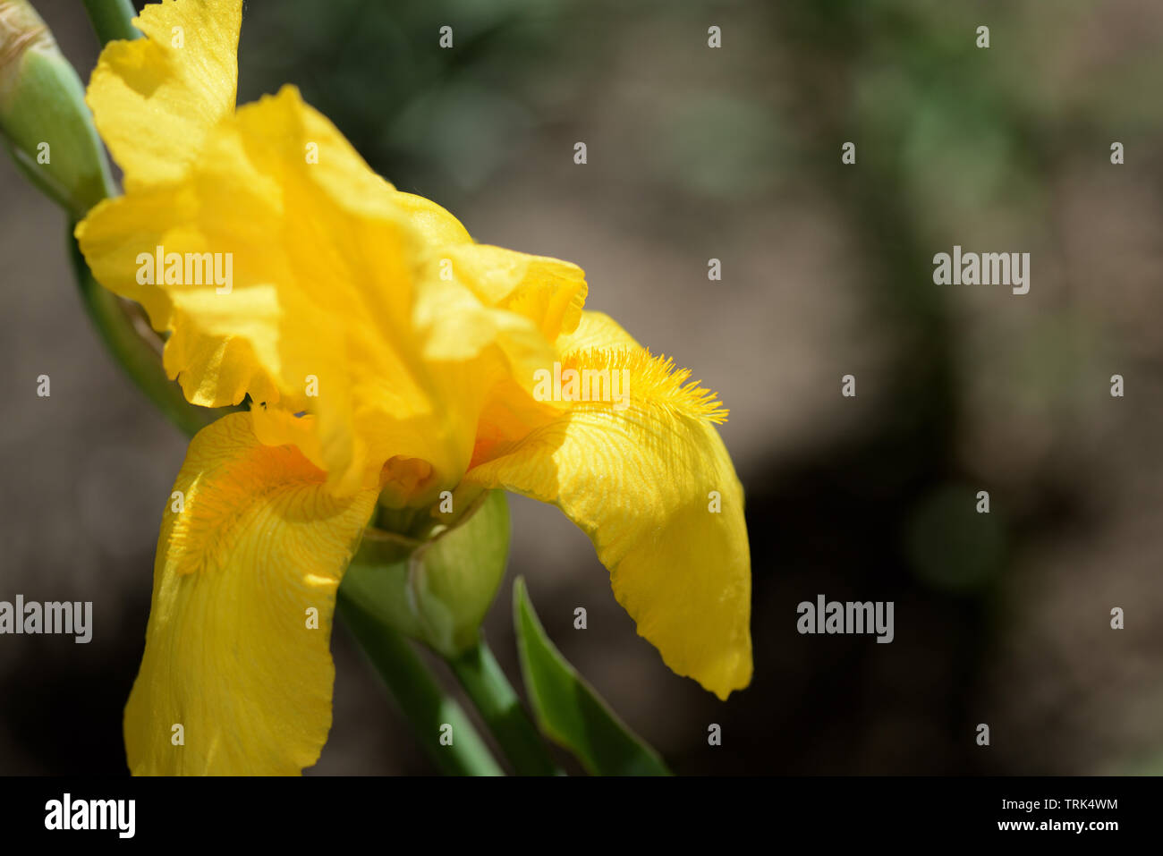 Bright yellow iris flower in the summer garden close up Stock Photo - Alamy