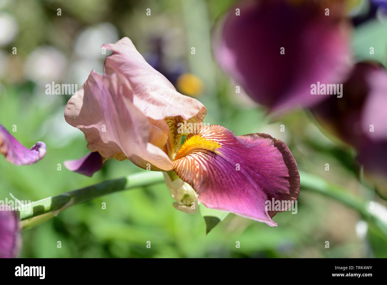 Beautiful iris flower in the garden lit by the sun close up Stock Photo ...