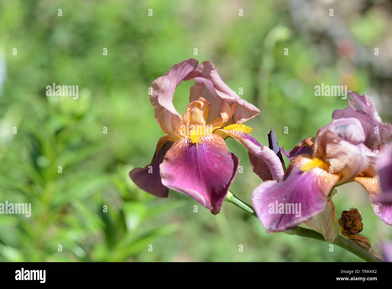 Beautiful iris flower in the garden lit by the sun close up Stock Photo ...
