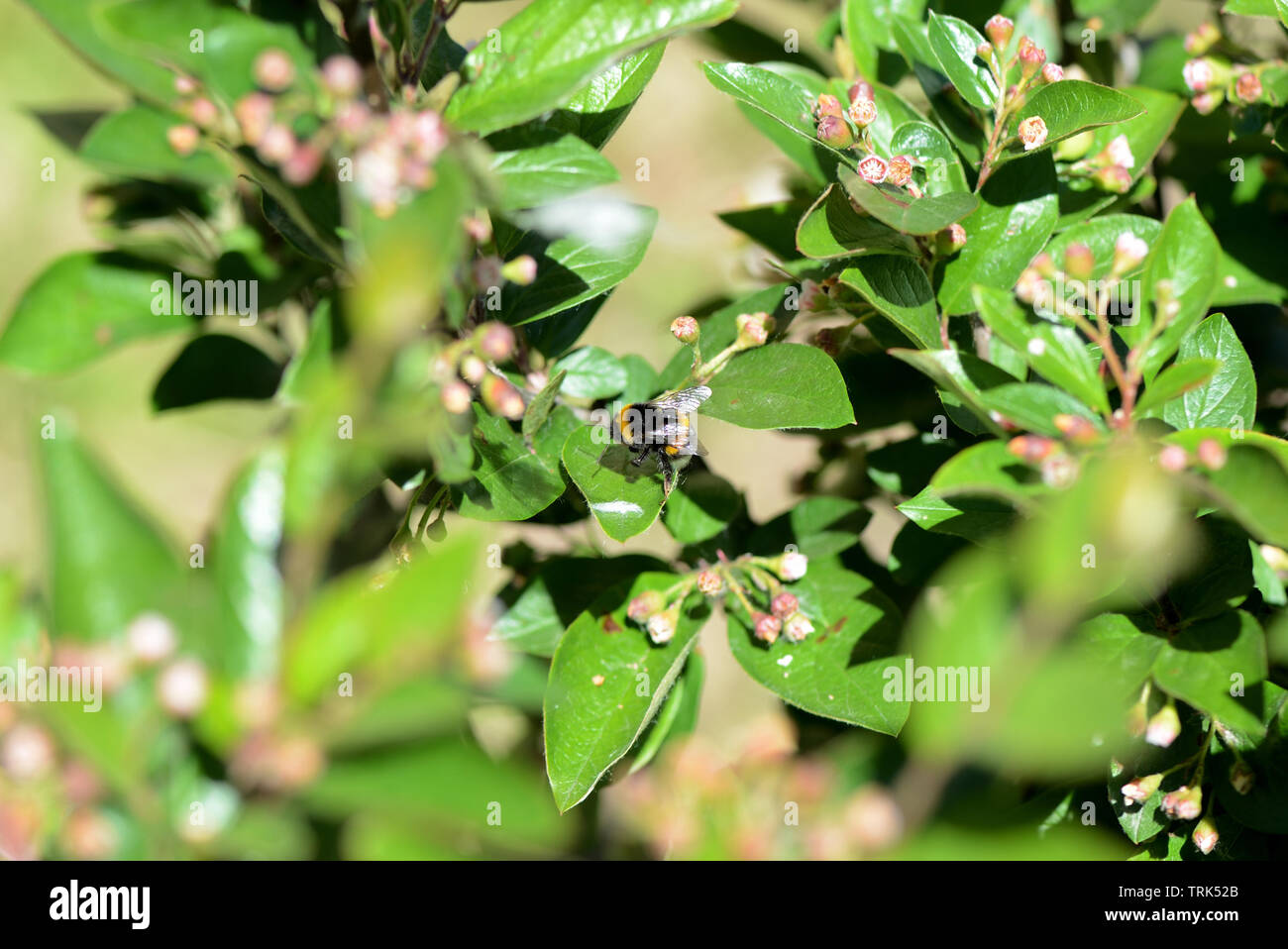 Bumblebee closeup flower green insect hi-res stock photography and ...