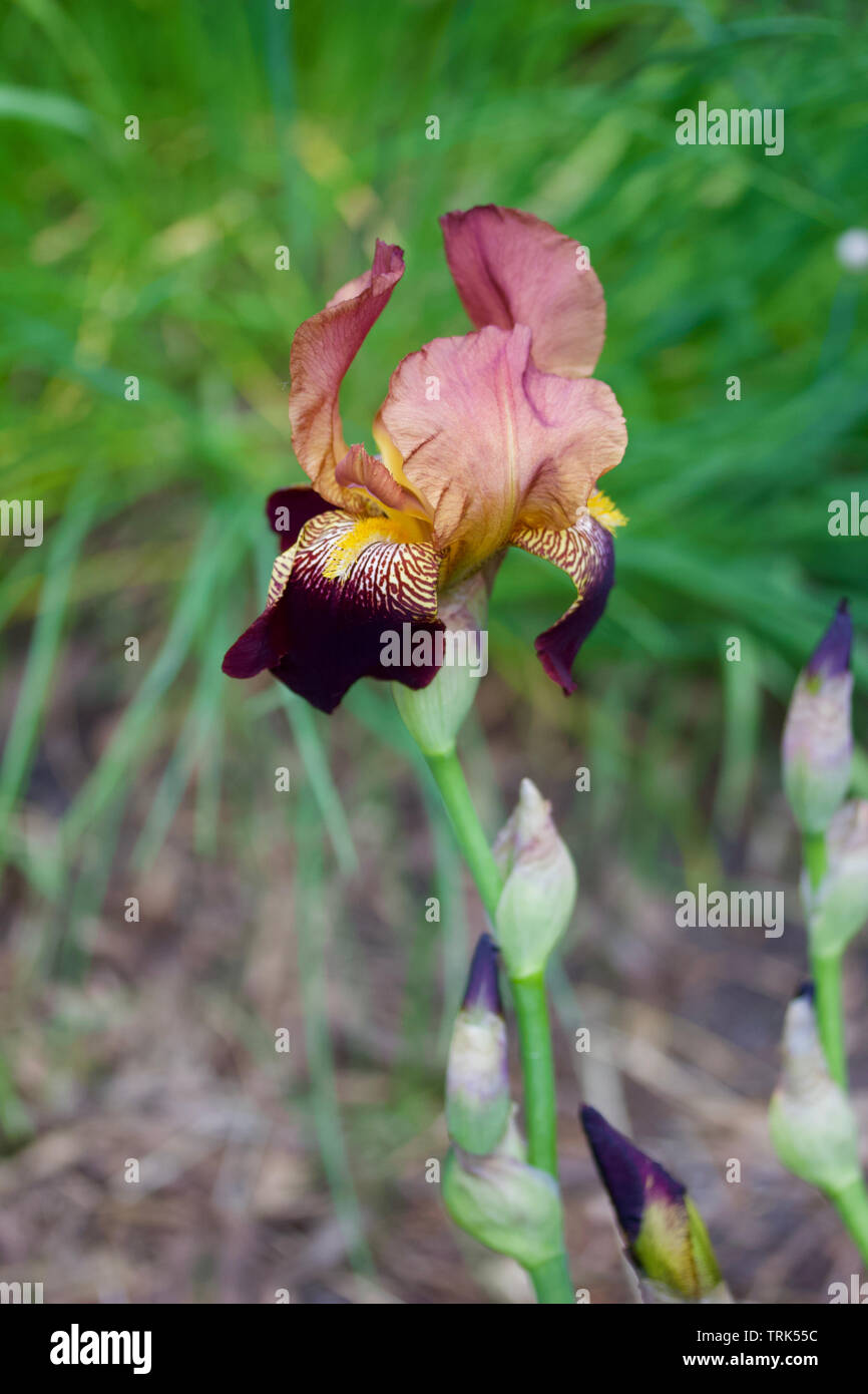 Close up view of a single deep red and purple color bearded iris flower ...