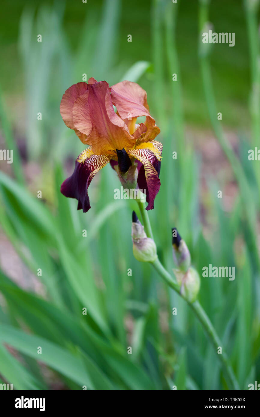 Close up view of a single deep red and purple color bearded iris flower ...