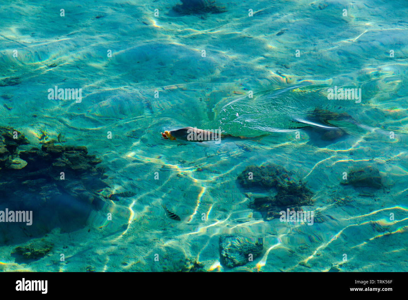 Tropical reef fish polynesia hi-res stock photography and images - Alamy