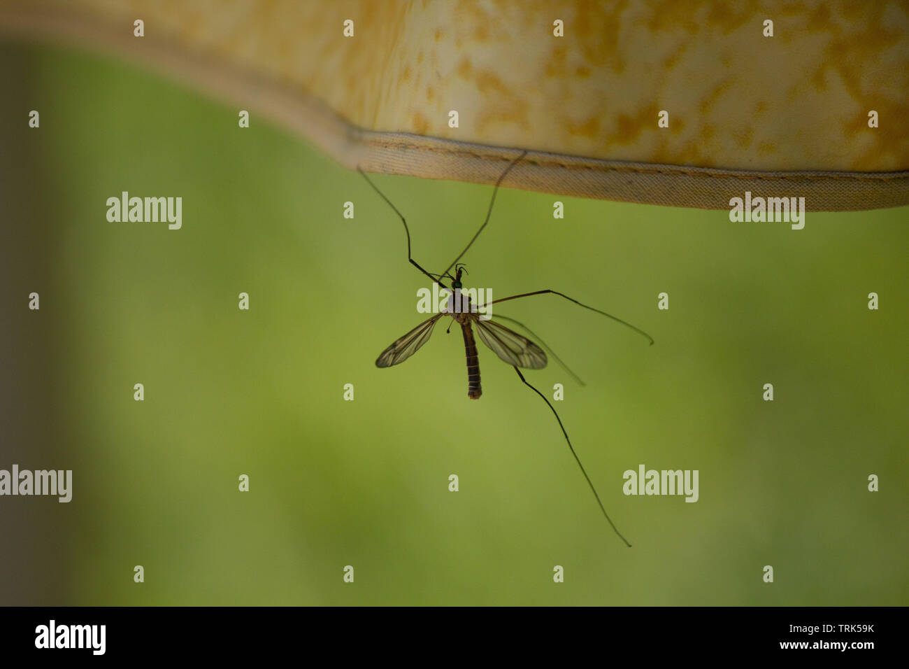 Mosquito close up hi-res stock photography and images - Alamy