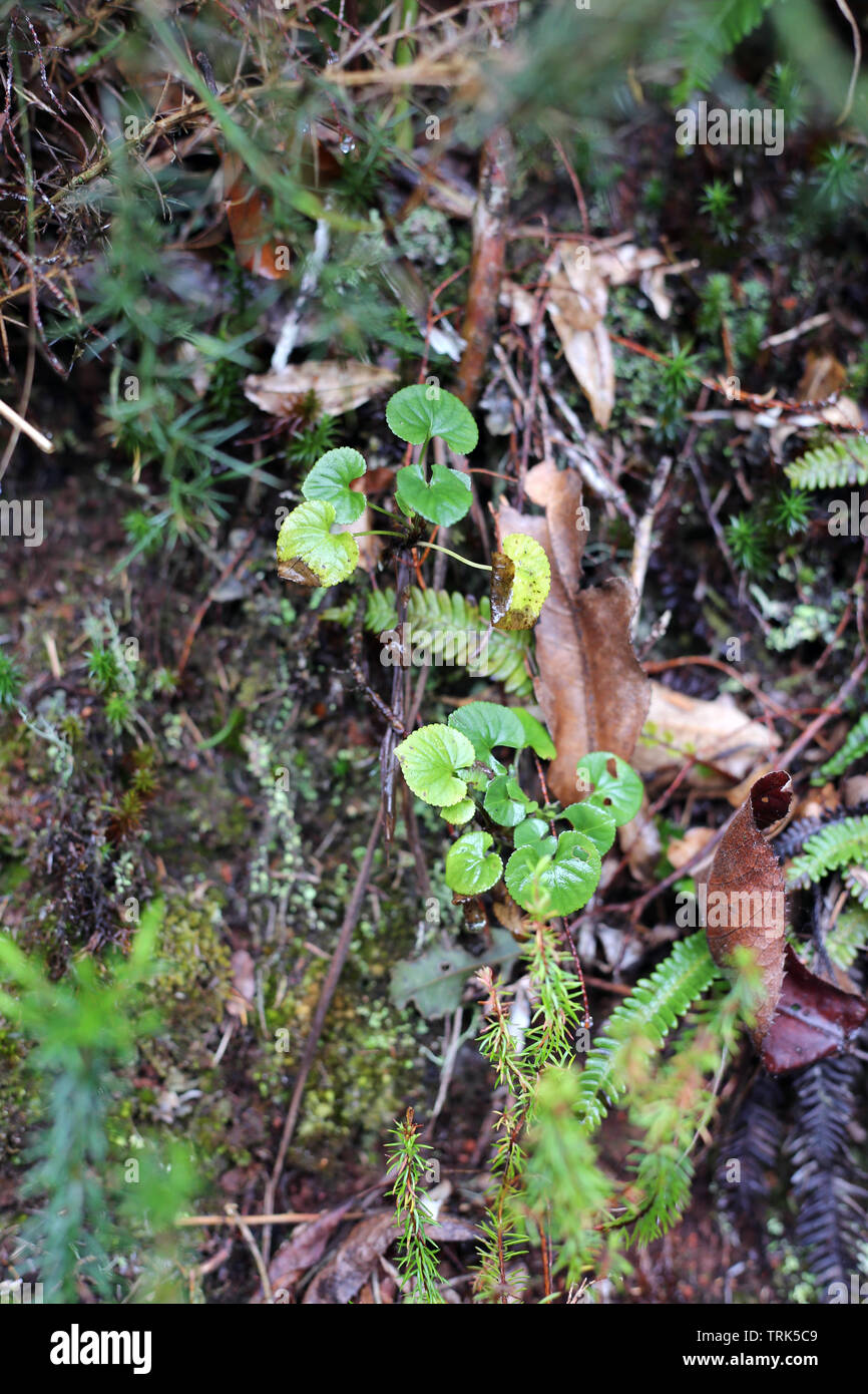 Green leafy plants of the forests located up in the hills on the island ...