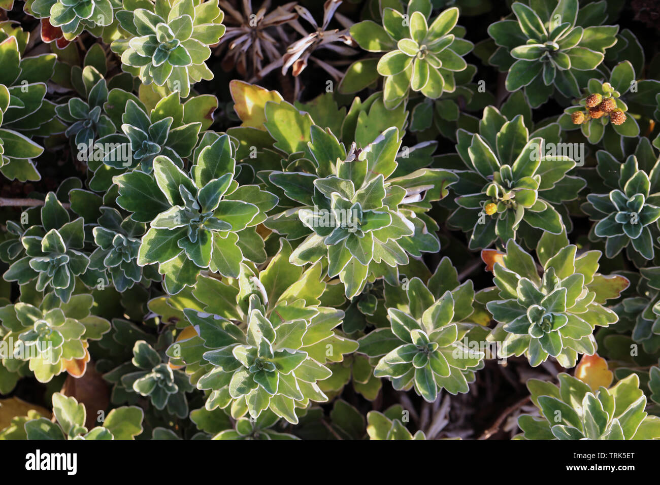 Surface of multiple beautiful green cacti plants photographed during a ...