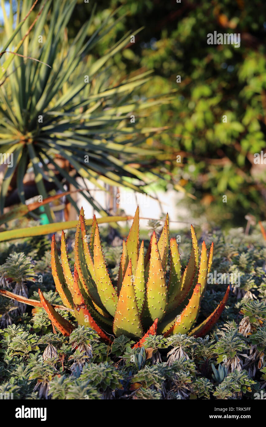Small aloe vera hi-res stock photography and images - Alamy