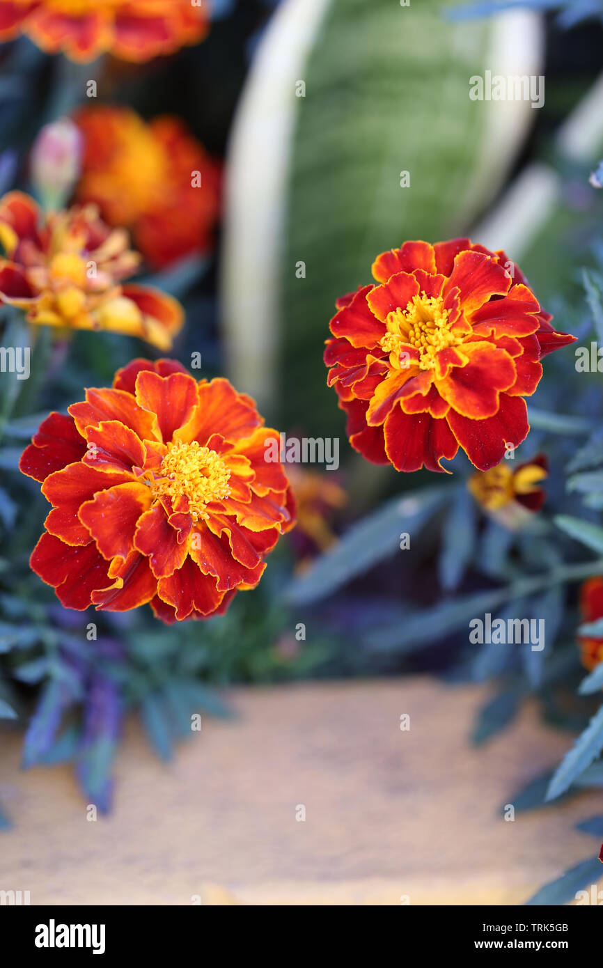 Beautiful marigold flowers hi-res stock photography and images - Alamy