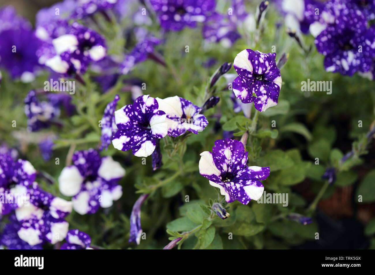 Exotic pansy flowers photographed in Madeira. These pansies have ...