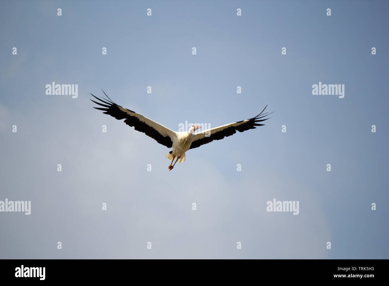 Stork symbol alsace hi-res stock photography and images - Alamy