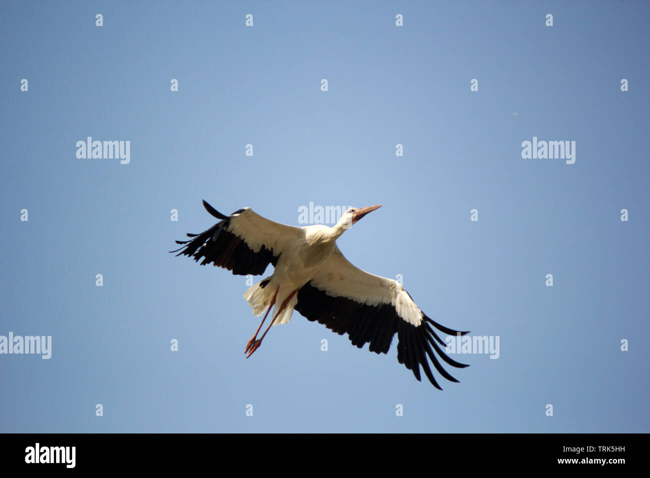 Stork symbol alsace hi-res stock photography and images - Alamy