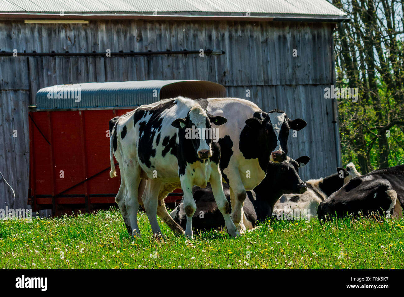 Farm black and white milk cows resting by old barn Stock Photo - Alamy