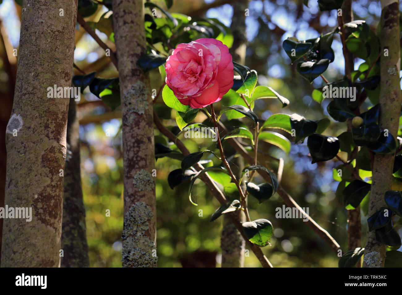 Beautiful pink flower growing from a tree. Surrounded with small green ...