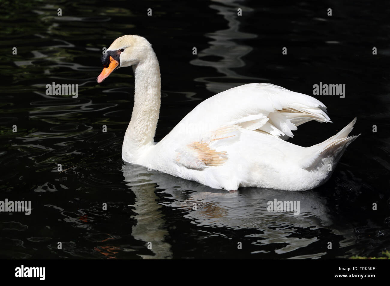 Beautiful white swam swimming in a small bond in a park located in ...