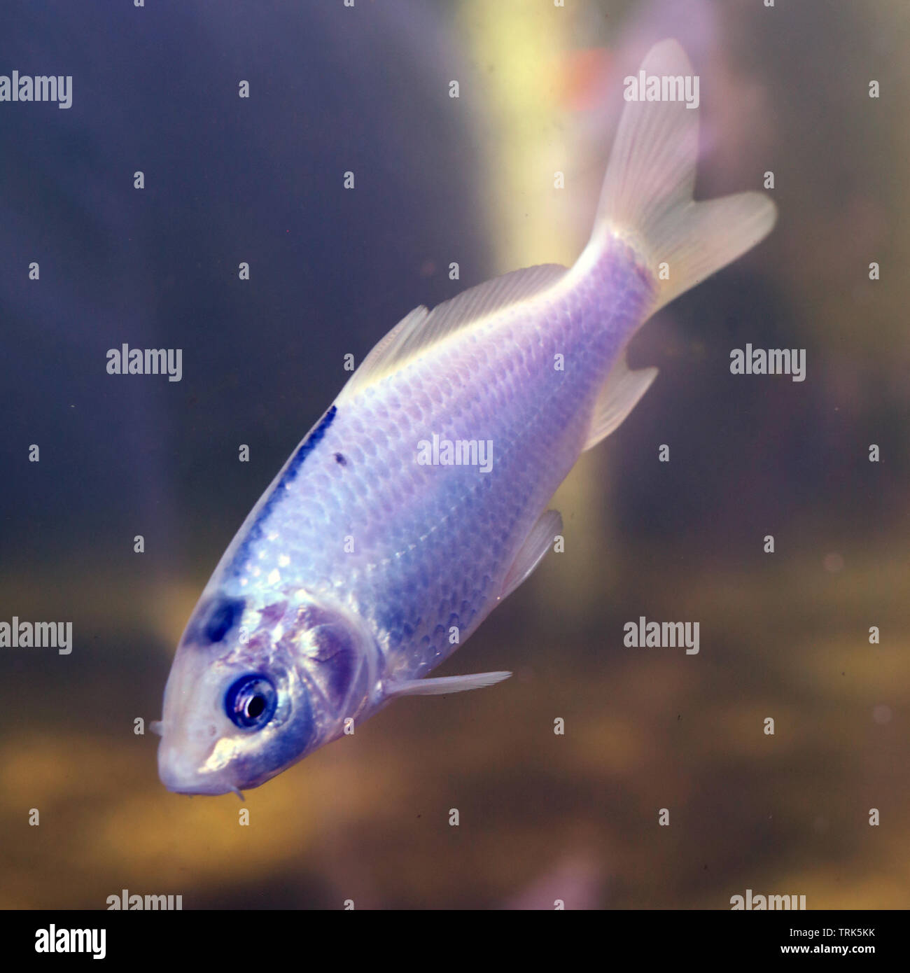 Little freshwater fish that's swimming under clear water. The fish is ...