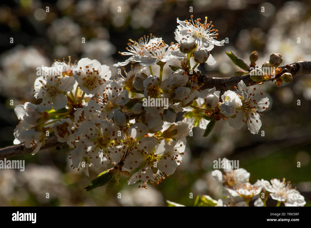 Sierra plum hi-res stock photography and images - Alamy