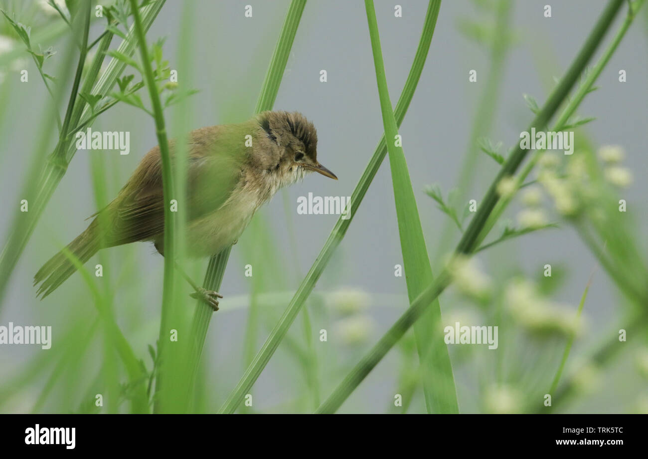A pretty Reed Warbler, Acrocephalus scirpaceus, perching on a plant in ...