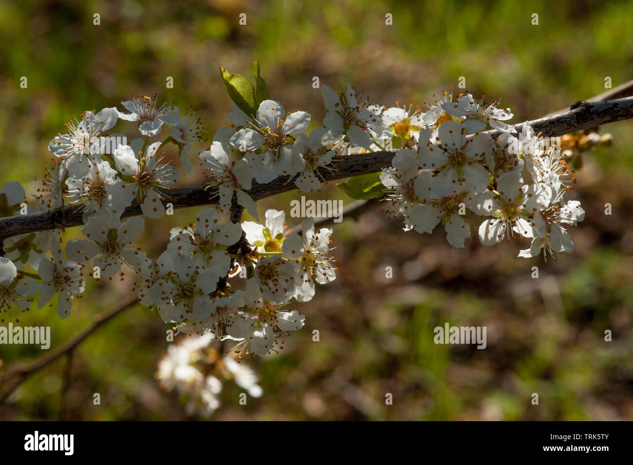 Prunus subcordata hi-res stock photography and images - Alamy