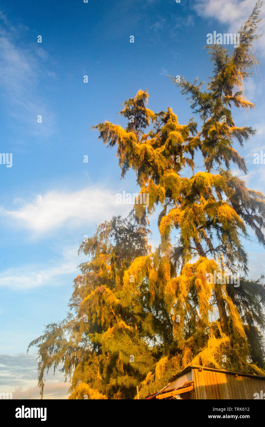 Casuarina trees hi-res stock photography and images - Alamy
