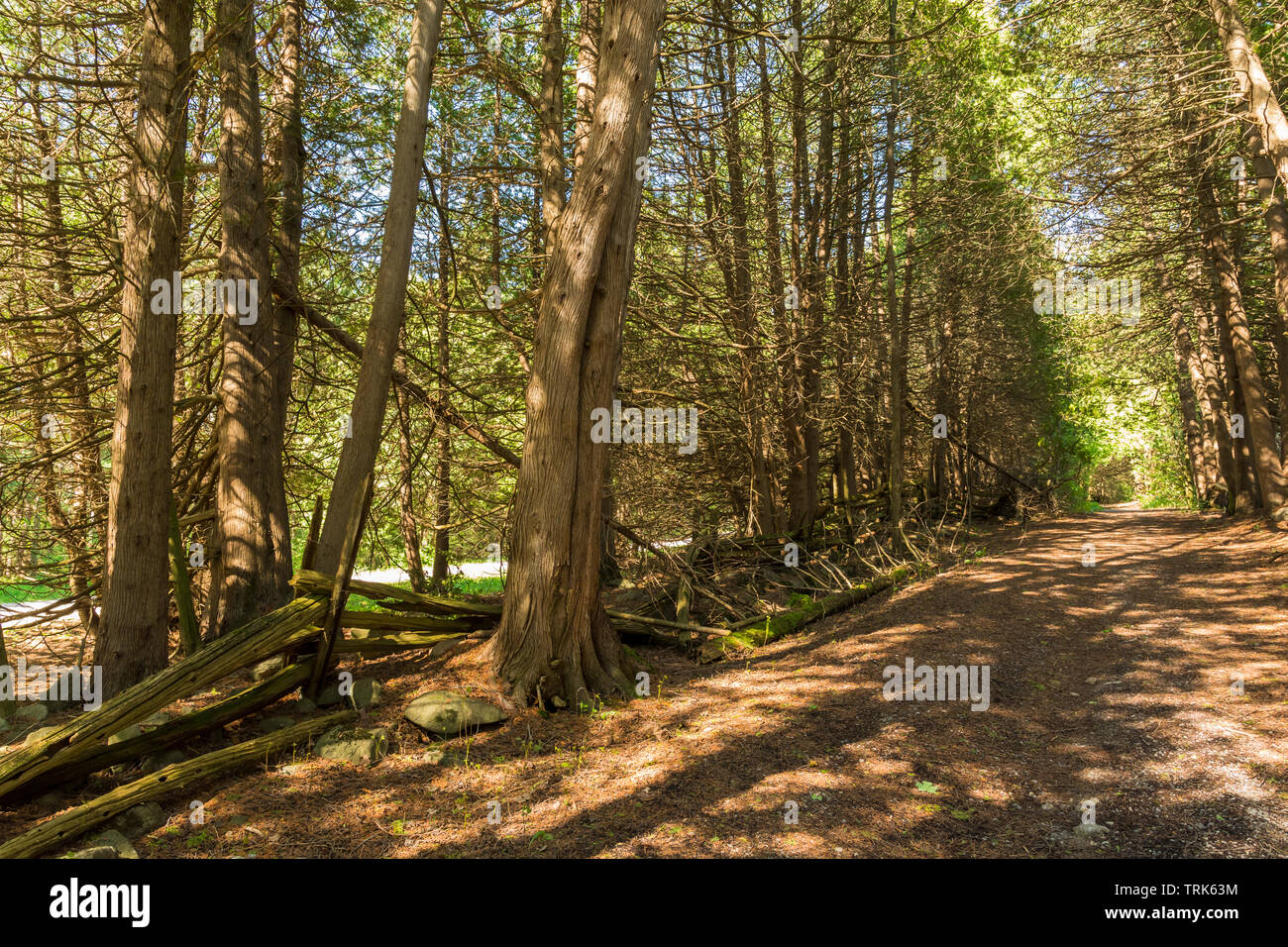 Hiking trail showing beautiful walkway through forest in summer Stock ...