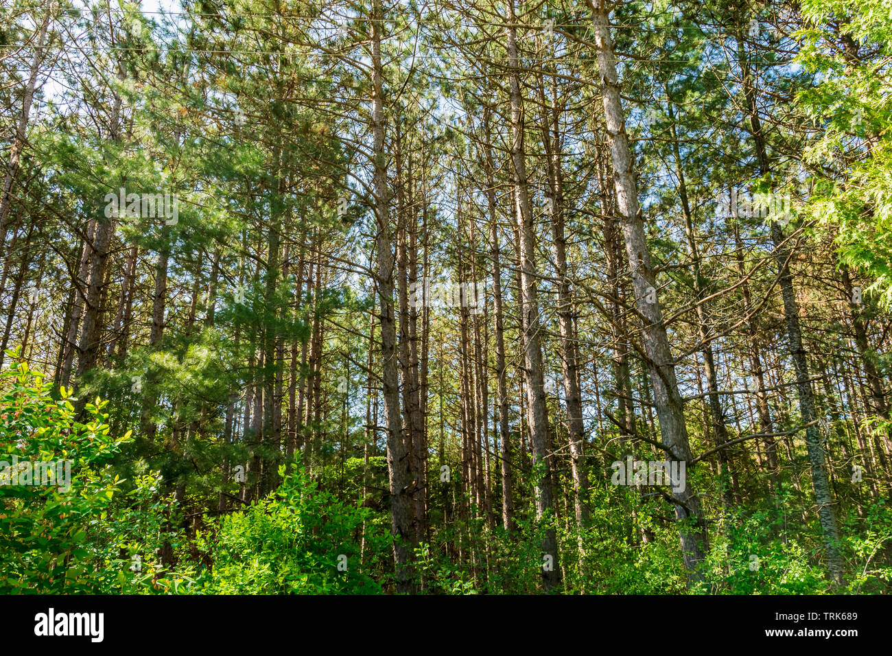 Forest trees in summer Stock Photo - Alamy
