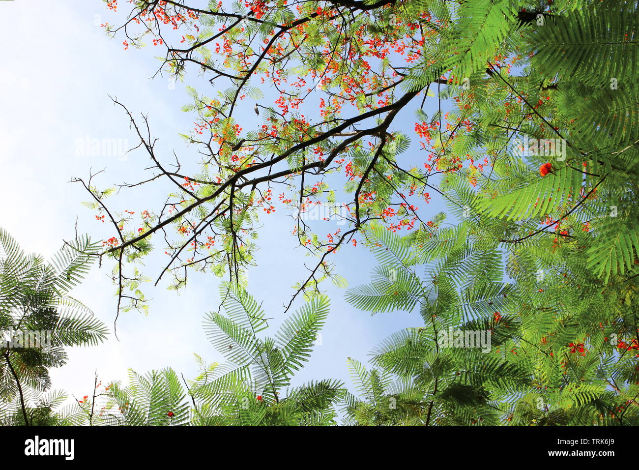 tree with blue sky .flame tree background Stock Photo - Alamy